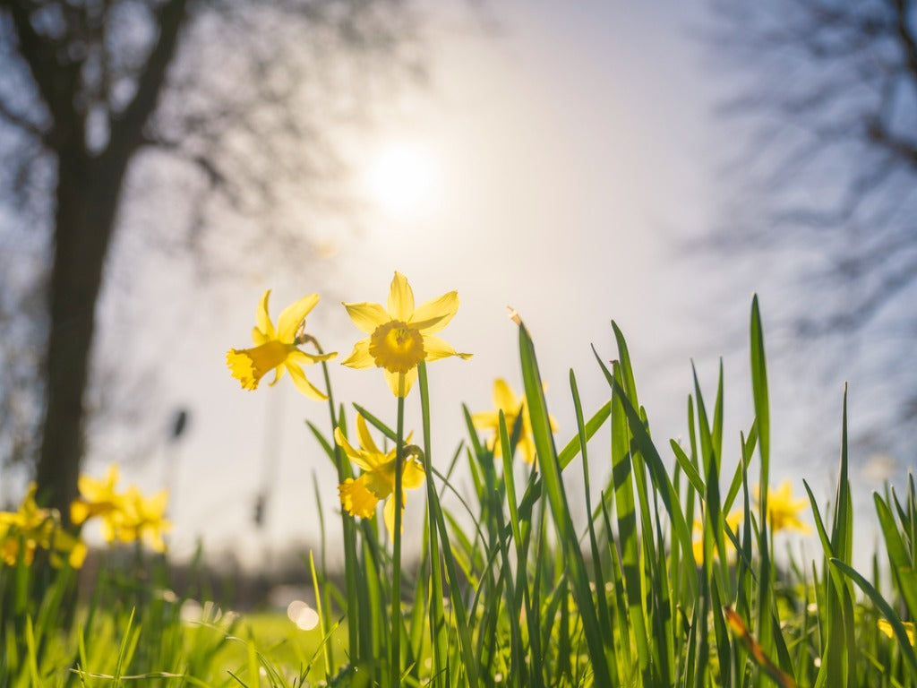 History of Spring Equinox - Spring Forward and Spring into Action ...