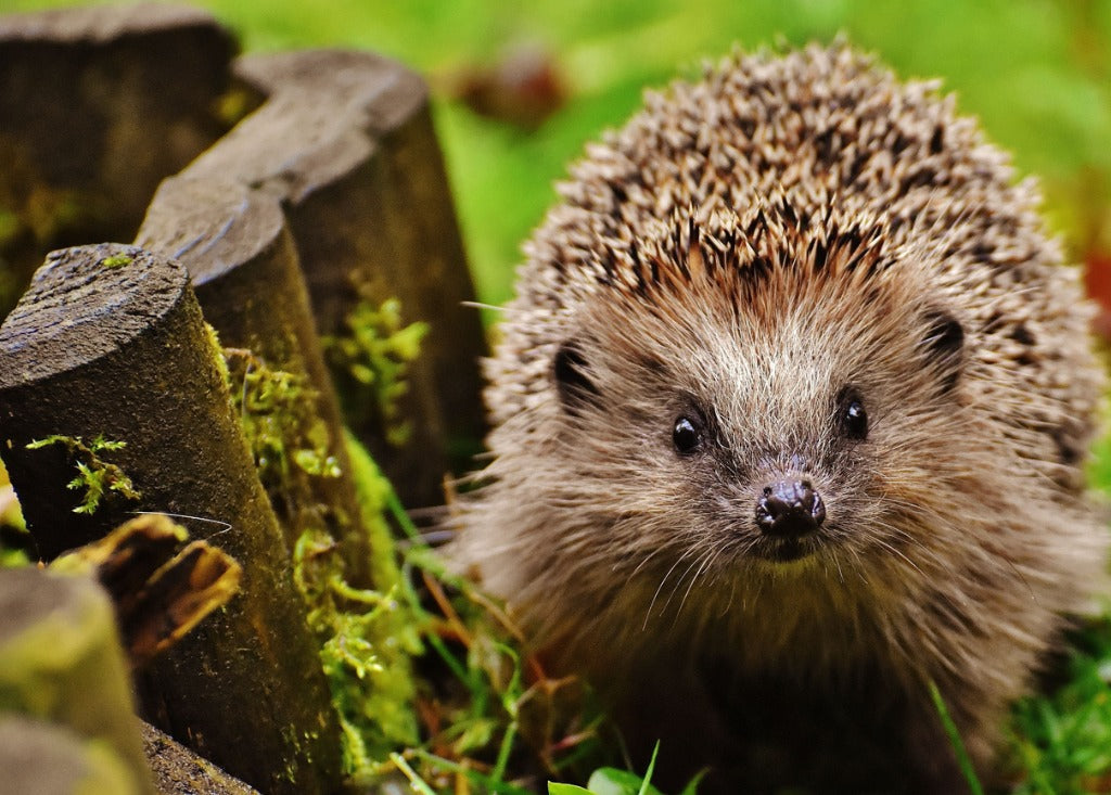 Hedgehog Friendly Garden - Bringing Wildlife into Your Garden – Birkdale
